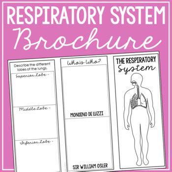 Image result for Respiratory System Science Project