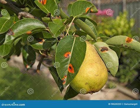 Image result for Pear Tree Leaf Rust