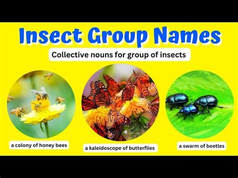 Image result for Insects Group