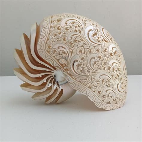 Image result for Nautilus Shell Art