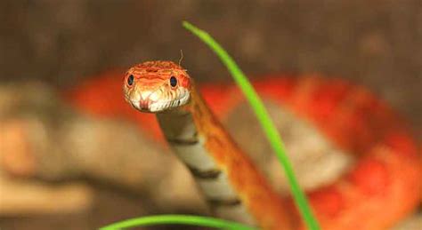 Image result for Corn Python