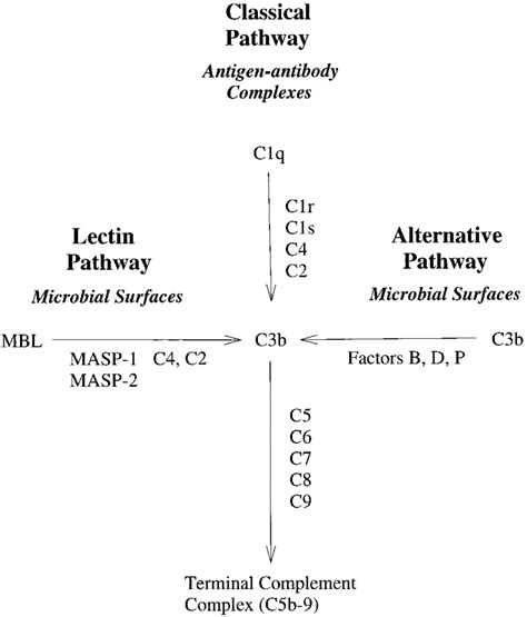 Image result for Activation of the Complement System