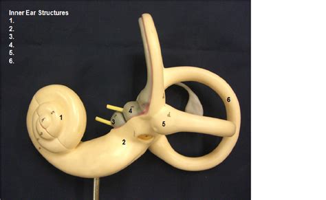 Image result for Inner Ear Shutterstock Exploding Box