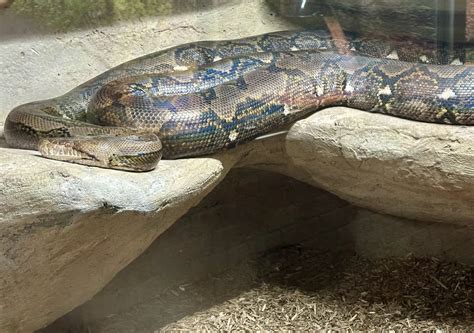 Image result for Reticulated Python