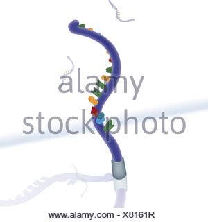 Image result for Microarray Chip