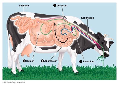 Image result for Ruminant Animals Digestive System