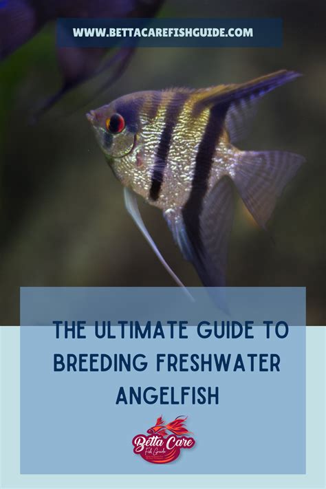 Image result for Angelfish Breeding
