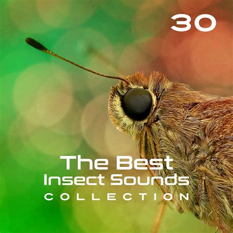 Image result for Insect Producing Music