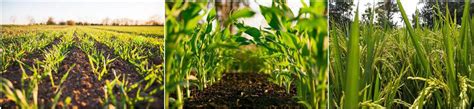 Image result for Bulk Humic Acid