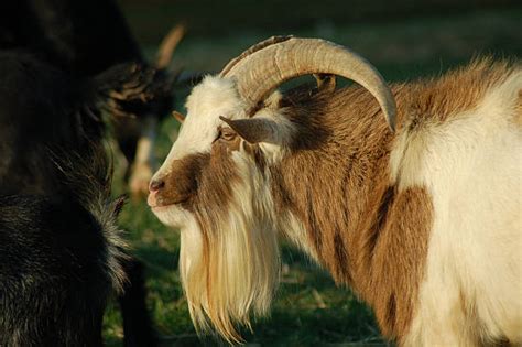 Image result for Goat Arguing