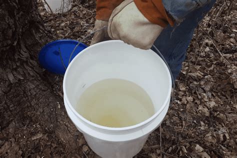 Image result for Maple Syrup Making Process