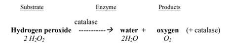 Image result for Catalase H2O2 Reaction