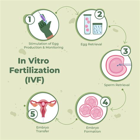 Image result for IVF Process