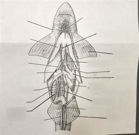 Image result for Shark Dissection