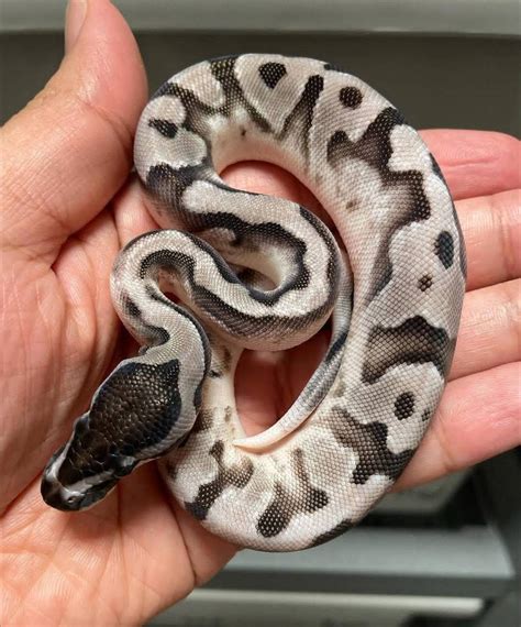 Image result for Ball Python Striking