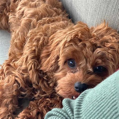 Image result for Apricot Cavapoo