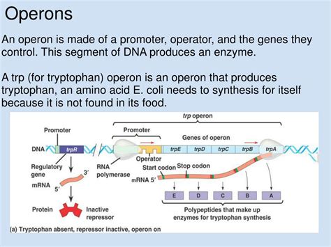 Image result for Operon Structure