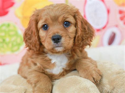 Image result for Male Cavapoo