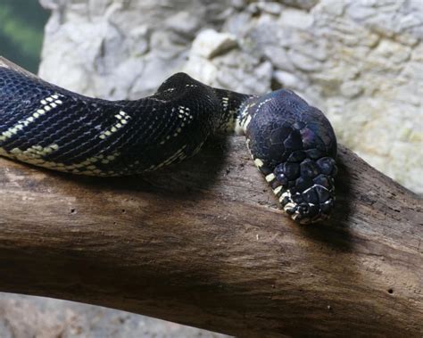 Image result for Boelen's Python