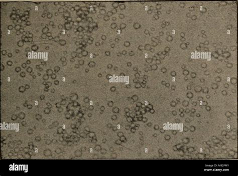 Image result for Cheddar Cheese Making Process