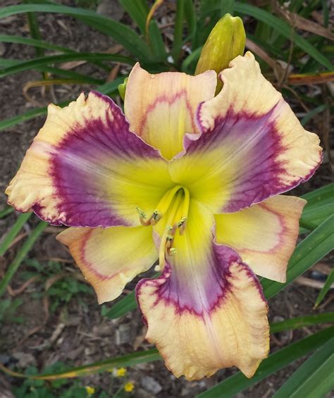 Image result for Morning Memory