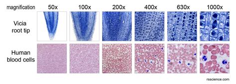 Image result for Light Microscope Magnification