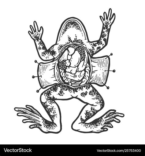 Image result for Dead Frog Dissection