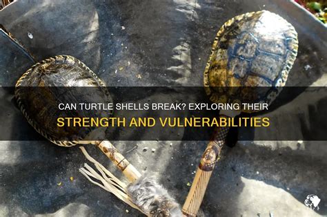 Image result for Break the Turtle Shell