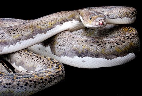 Piebald Reticulated Python Retic Python, Python Snake, Ball Python ...