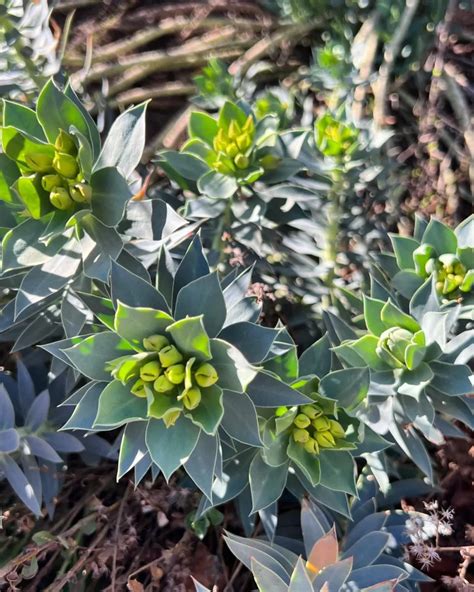 Image result for Garden Gopher