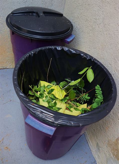 Image result for Box Plant Waste Pictures