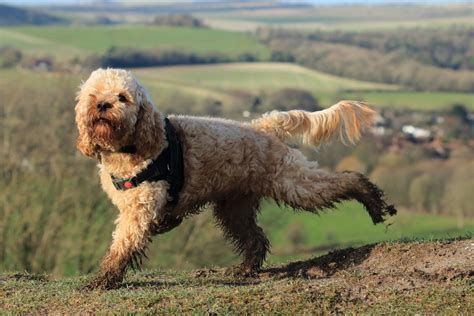 Image result for Mini Cockapoo Training