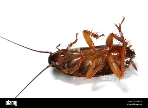Image result for Japanese Cockroach