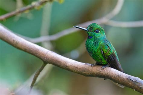 Image result for Humminbird Colorful