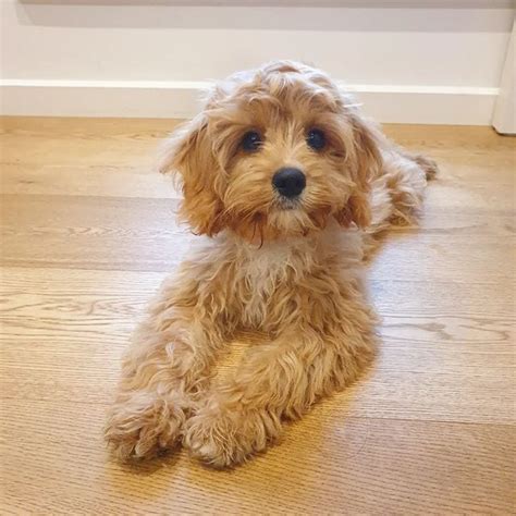 Mini Cavapoo Puppies for Sale – Top 6 Breeders! - We Love Doodles