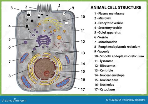 Image result for Animal Cell Structure and Function