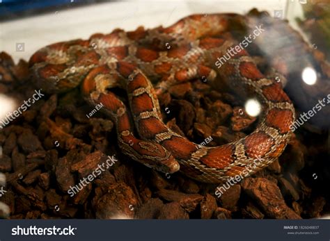 Image result for Python Reticulada