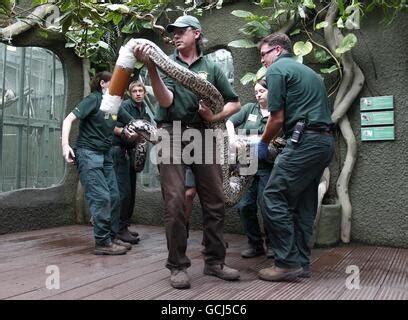 Image result for Chester Zoo Python