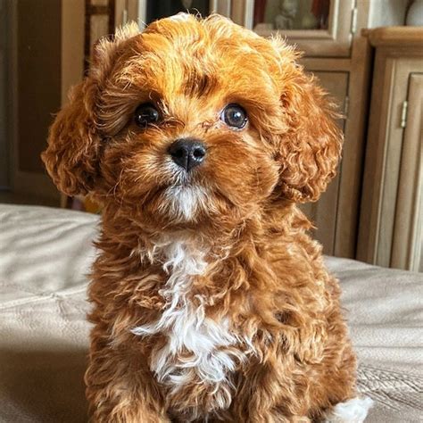 Image result for Mini Cavapoo Puppies
