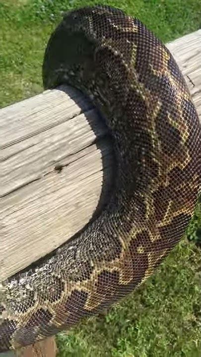 Image result for Balboa Python