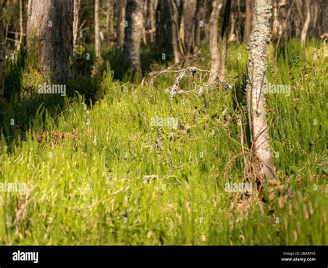 Image result for Swamp Grass Texture Minecraft