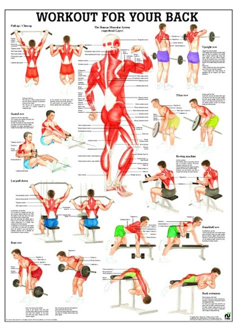 Image result for Simple Back Exercise