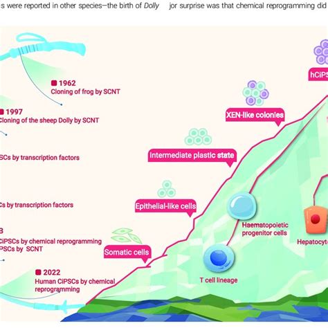 Image result for Reprogramming Drawing