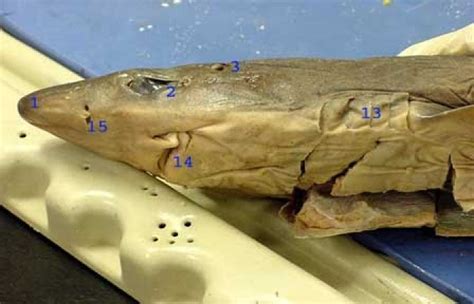 Image result for Shark Dissection