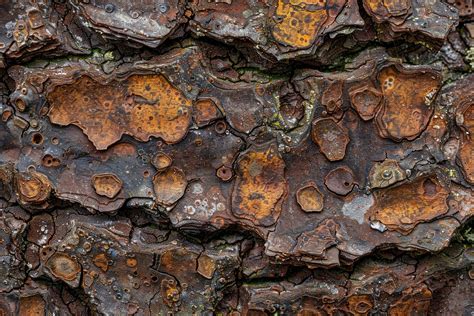 Image result for Cherry Tree Rust