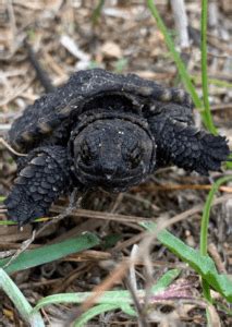 Image result for Cute Snapping Turtle