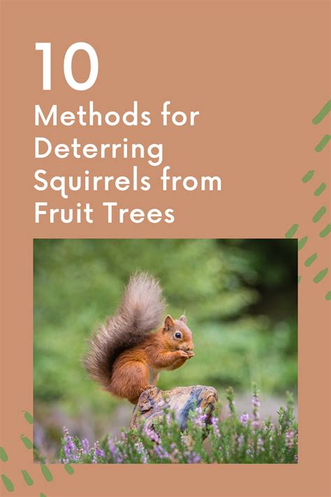 Image result for Getting Squirrels Out of Trees