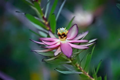 Image result for Topaz Adjust AI Tutorial