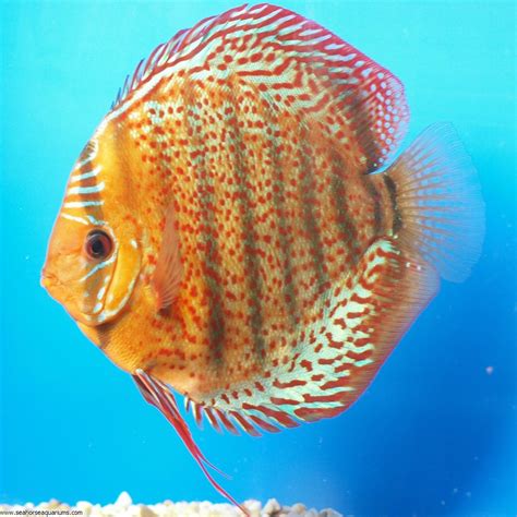 Image result for Discus Disc