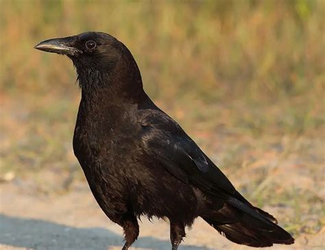 Image result for Crow Types